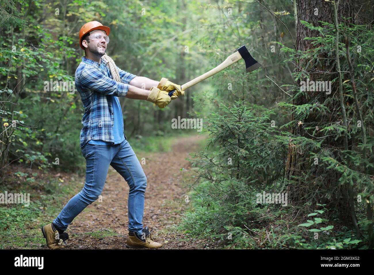 Male lumberjack in the forest. Professional woodcutter inspects trees ...