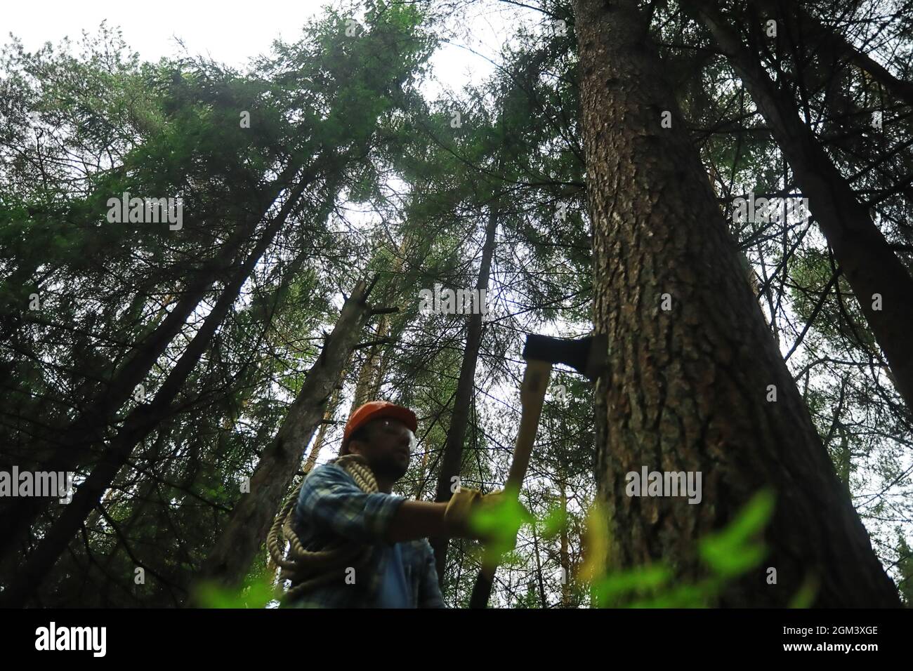 Male worker with ax chopping a tree in the forest Stock Photo - Alamy