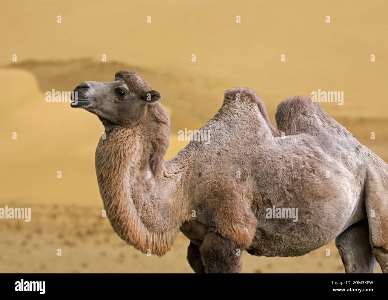 Mongolian camel / domestic Bactrian camel (Camelus bactrianus) in ...