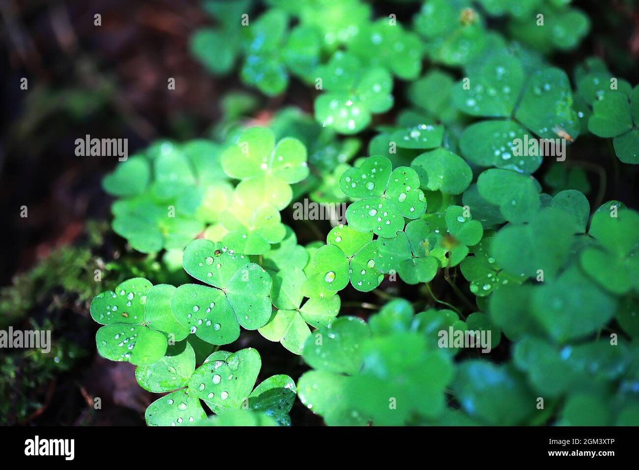 Background from plant clover four leaf. Irish traditional symbol. St ...