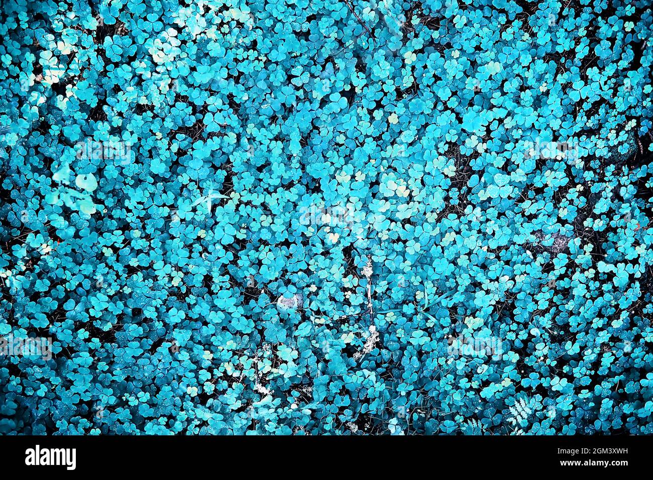 Background from plant clover four leaf. Irish traditional symbol. St ...