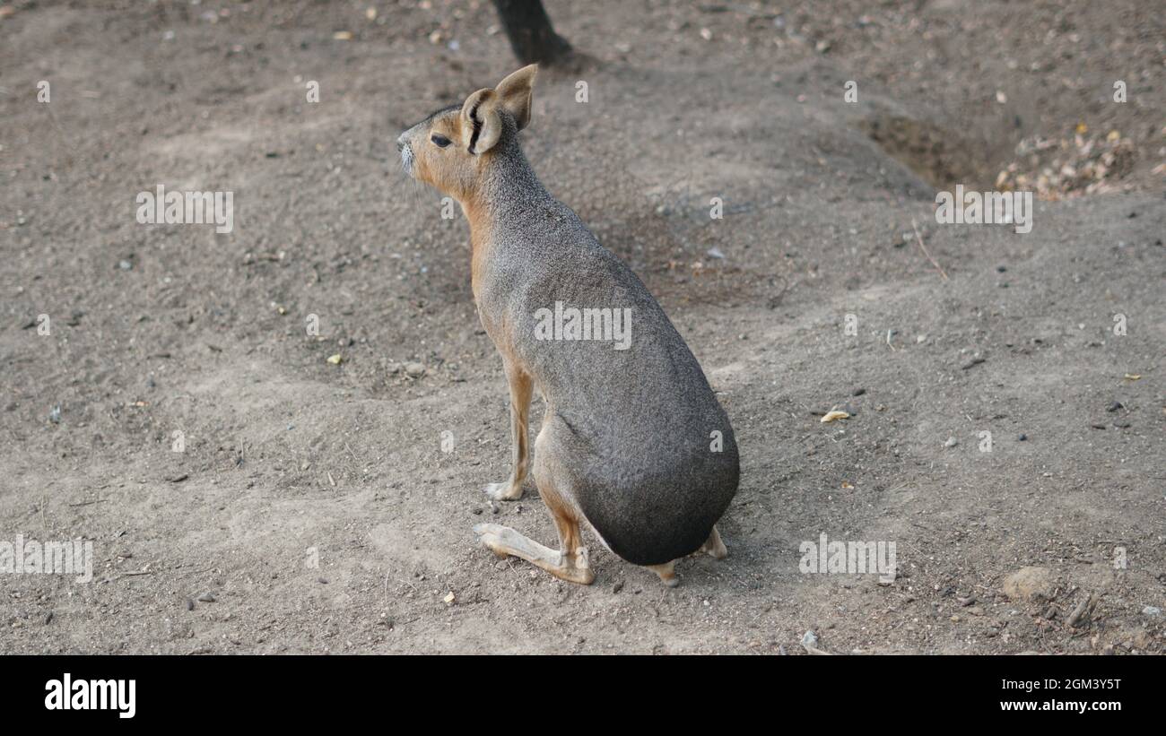 Cute hare at the farm Stock Photo - Alamy