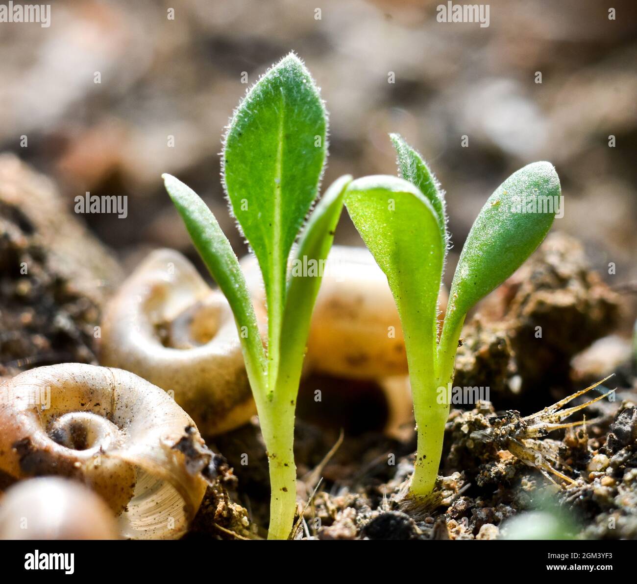 Vertical shot of sprouts and snail shells on the soil Stock Photo - Alamy
