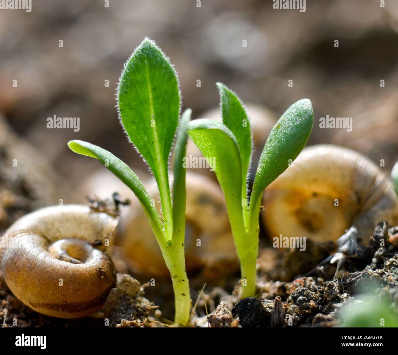 Vertical shot of sprouts and snail shells on the soil Stock Photo - Alamy
