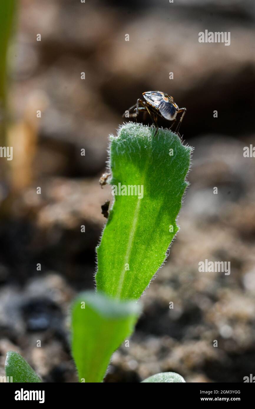 Vertical shot of a beetle on a leaf Stock Photo - Alamy