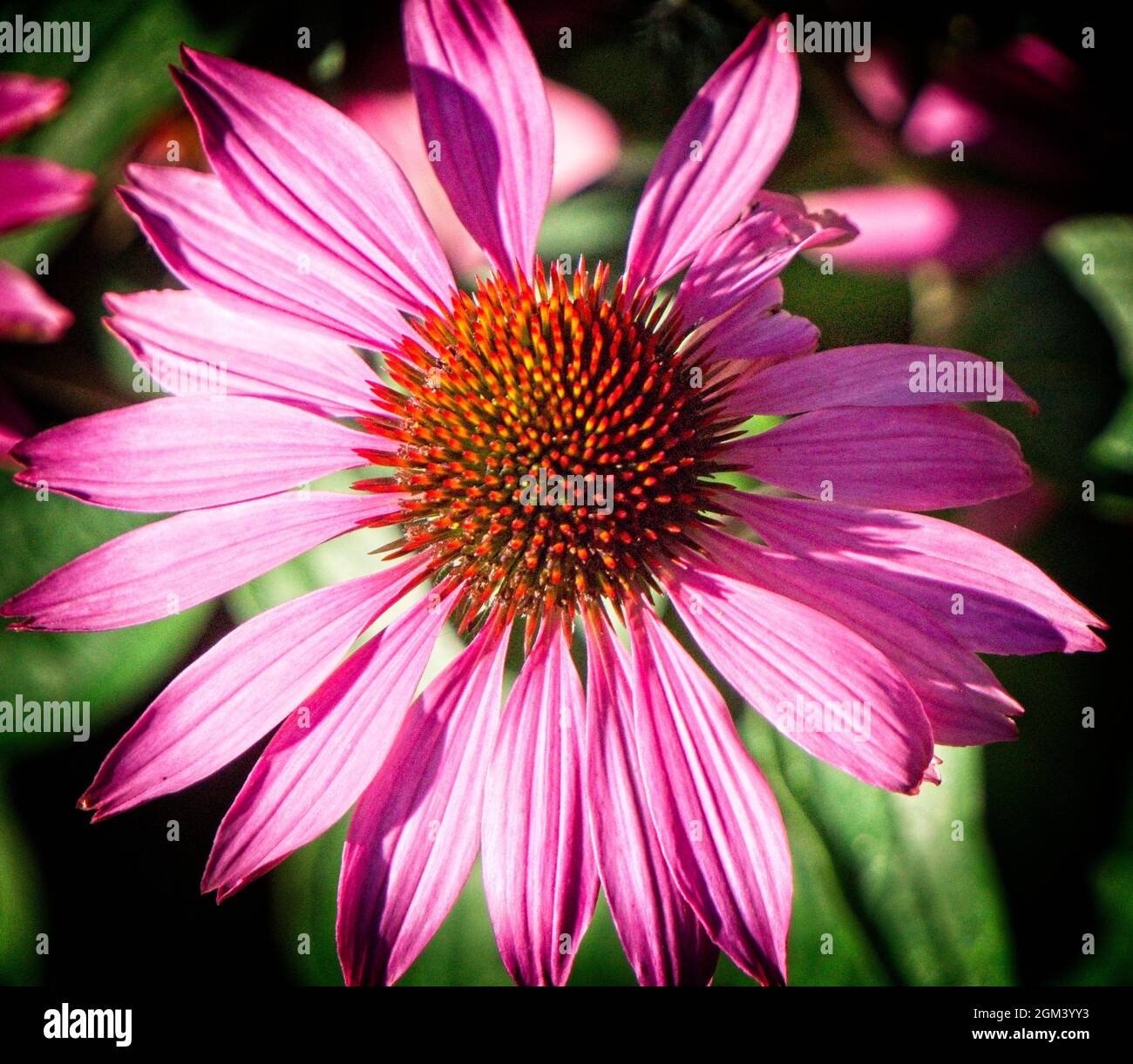 Riley pink hi-res stock photography and images - Alamy