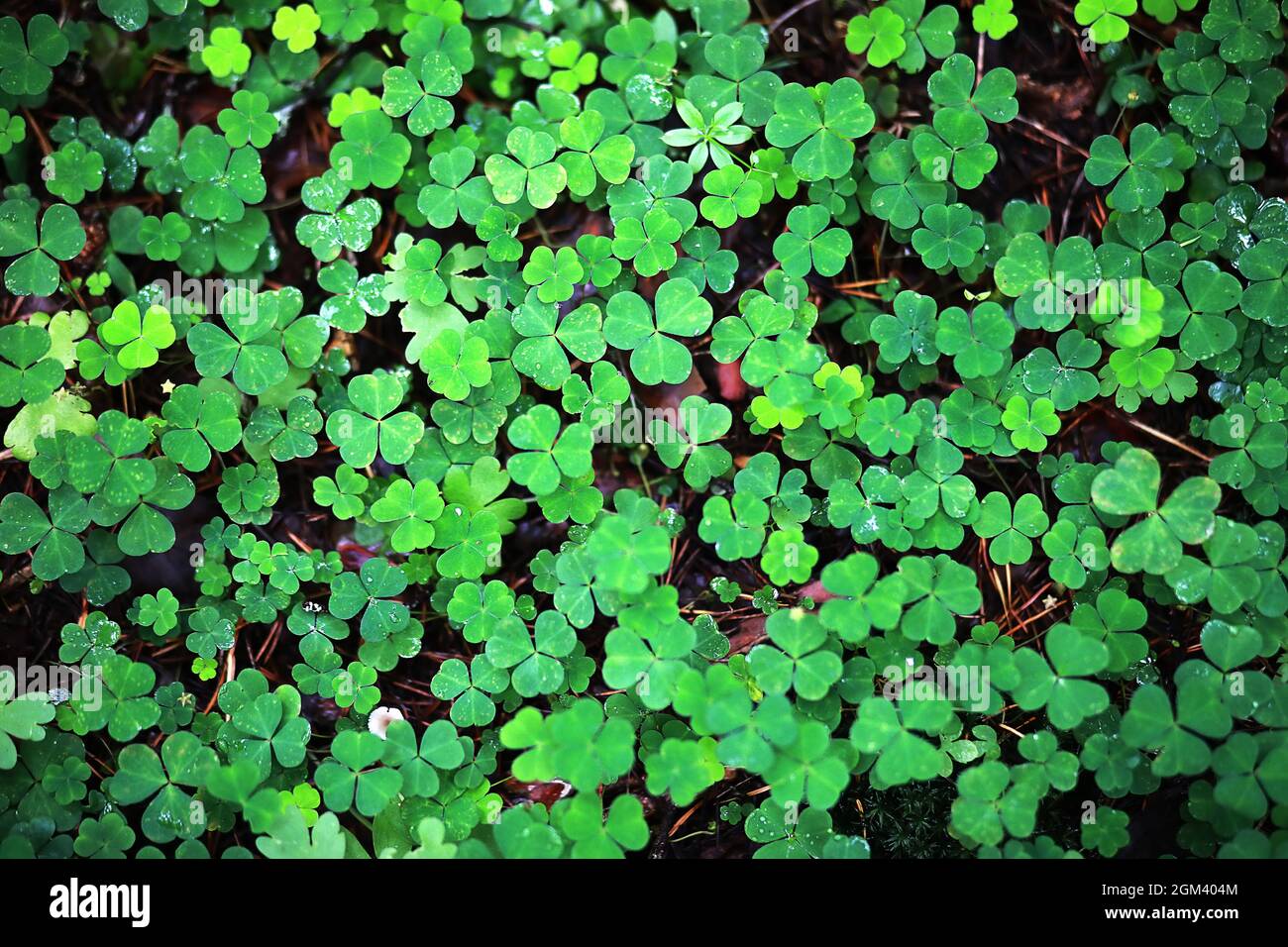 Real Irish Four Leaf Clover