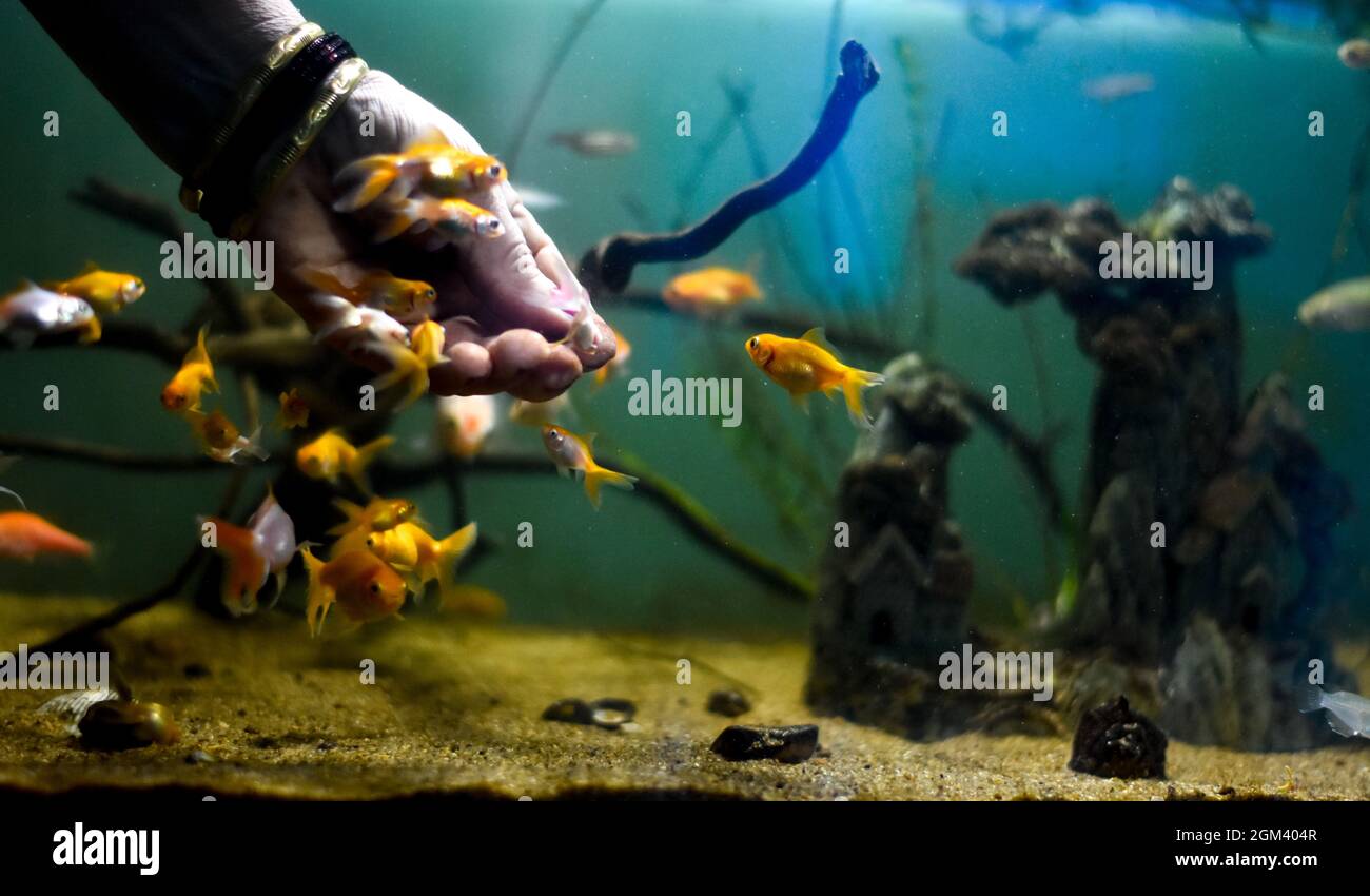 Hand trying to hold a fish in an aquarium Stock Photo - Alamy