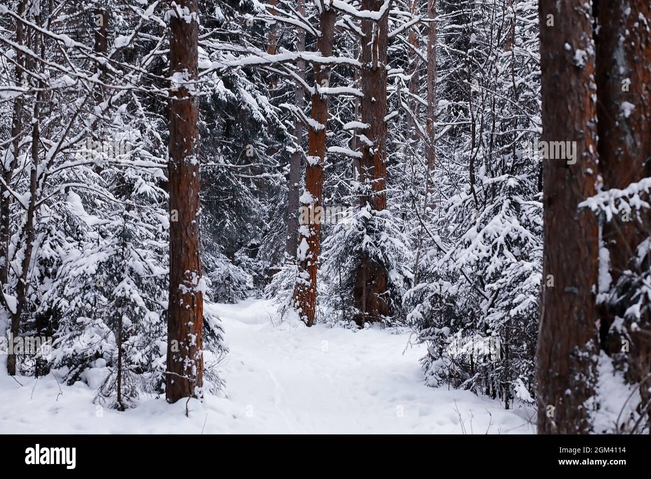 Winter forest landscape. Tall trees under snow cover. January frosty ...