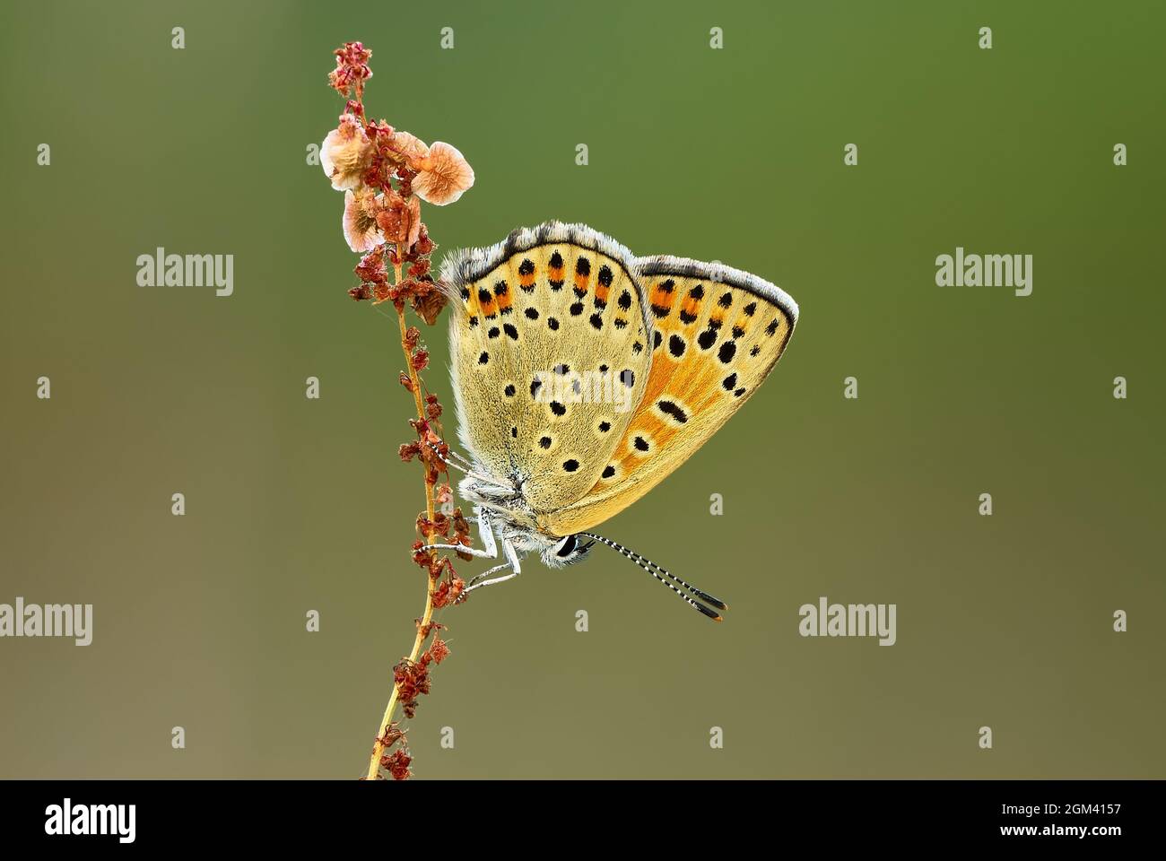 Large copper butterfly female, sitting on colorful grass at dusk. Side ...