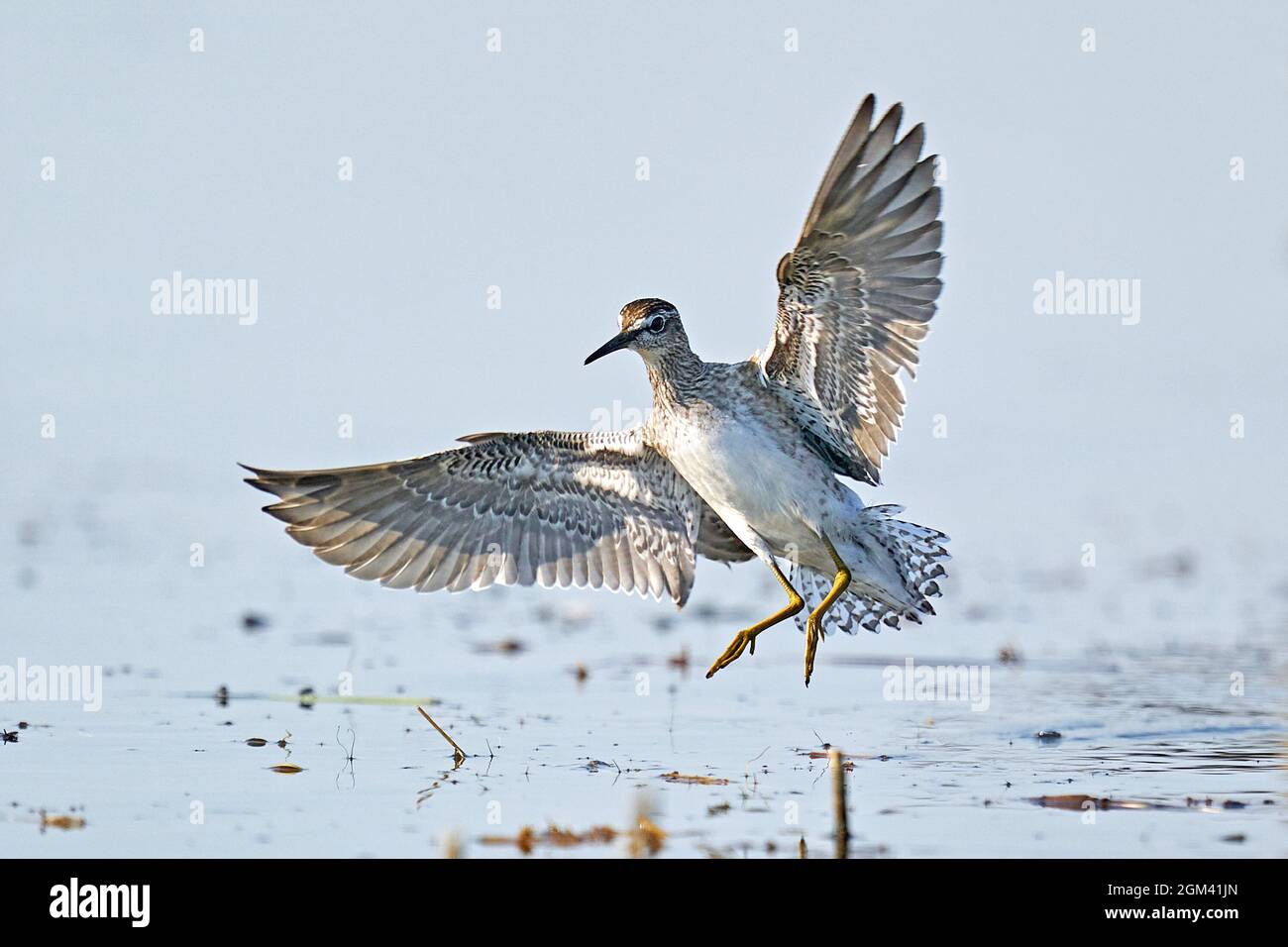 Wood sandpiper flying hi-res stock photography and images - Alamy