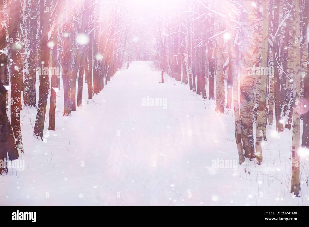 Winter forest landscape. Tall trees under snow cover. January frosty ...