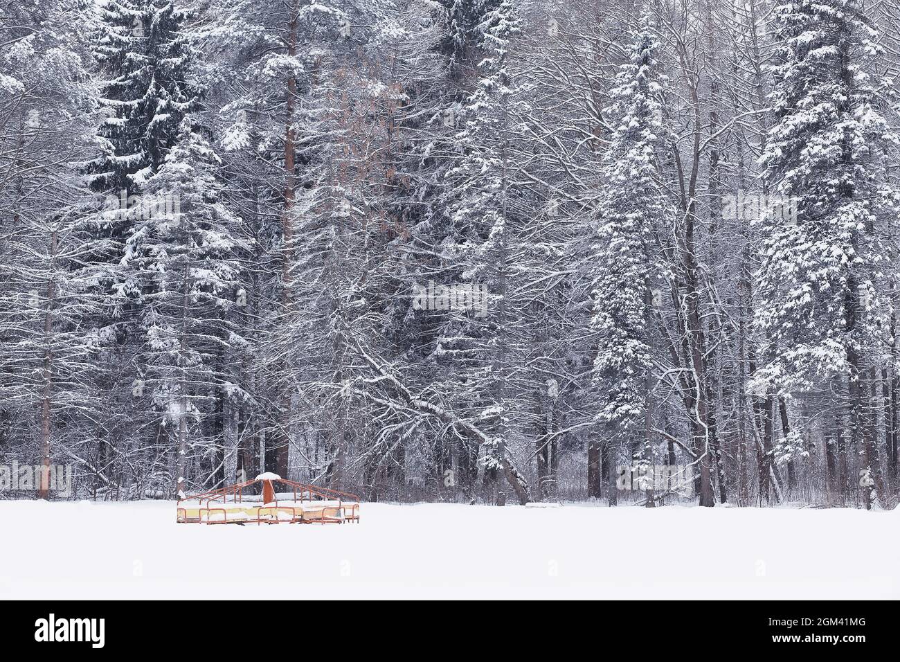 Winter forest landscape. Tall trees under snow cover. January frosty ...