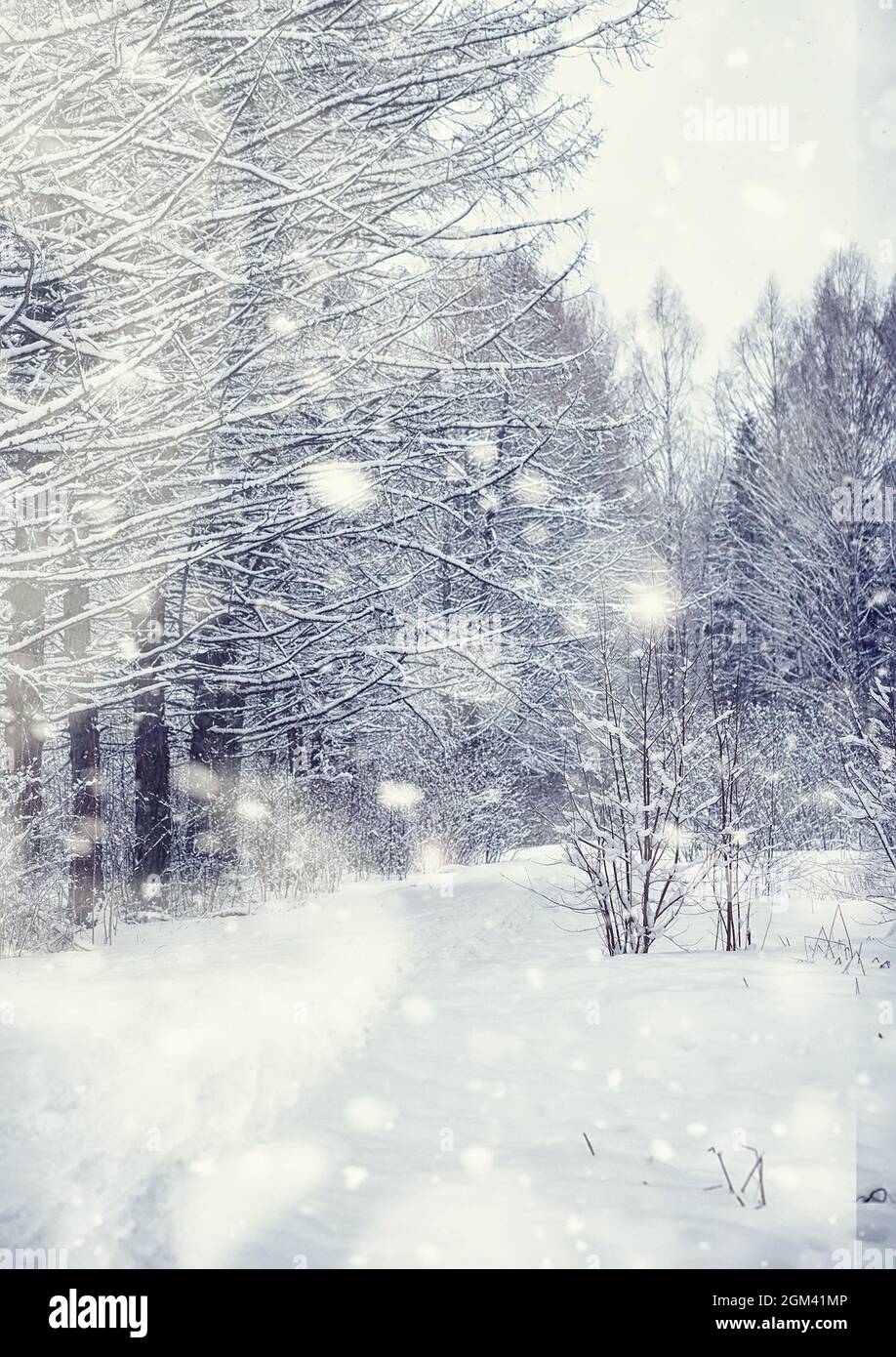 Winter forest landscape. Tall trees under snow cover. January frosty ...