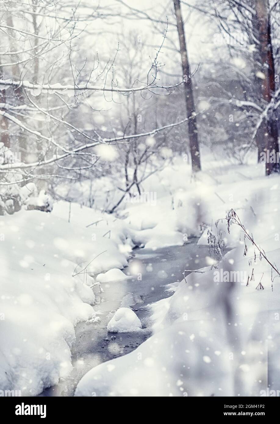 Winter forest landscape. Tall trees under snow cover. January frosty ...