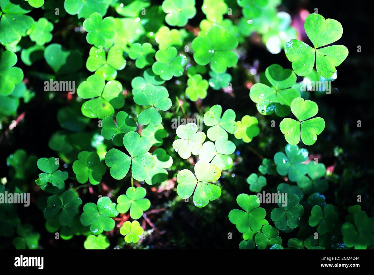 Background from plant clover four leaf. Irish traditional symbol. St ...