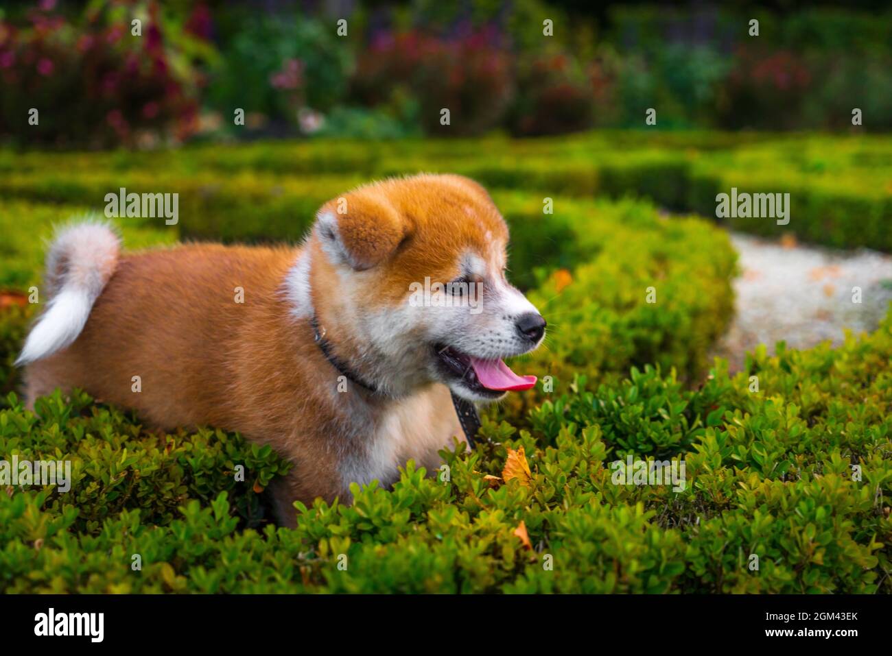 Bush dogs hi-res stock photography and images - Alamy