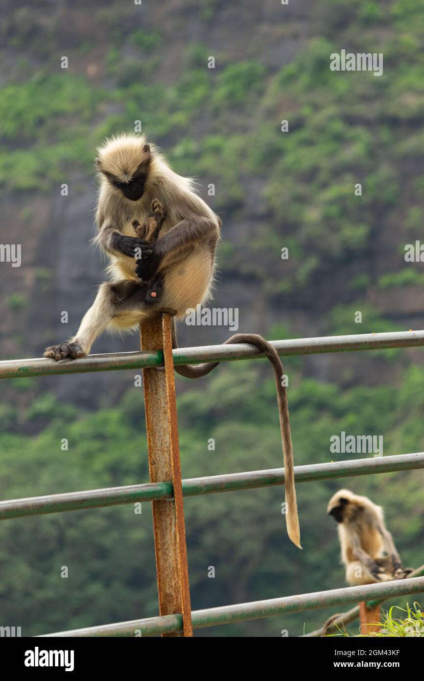 The different indian monkey are posing for camera Stock Photo - Alamy