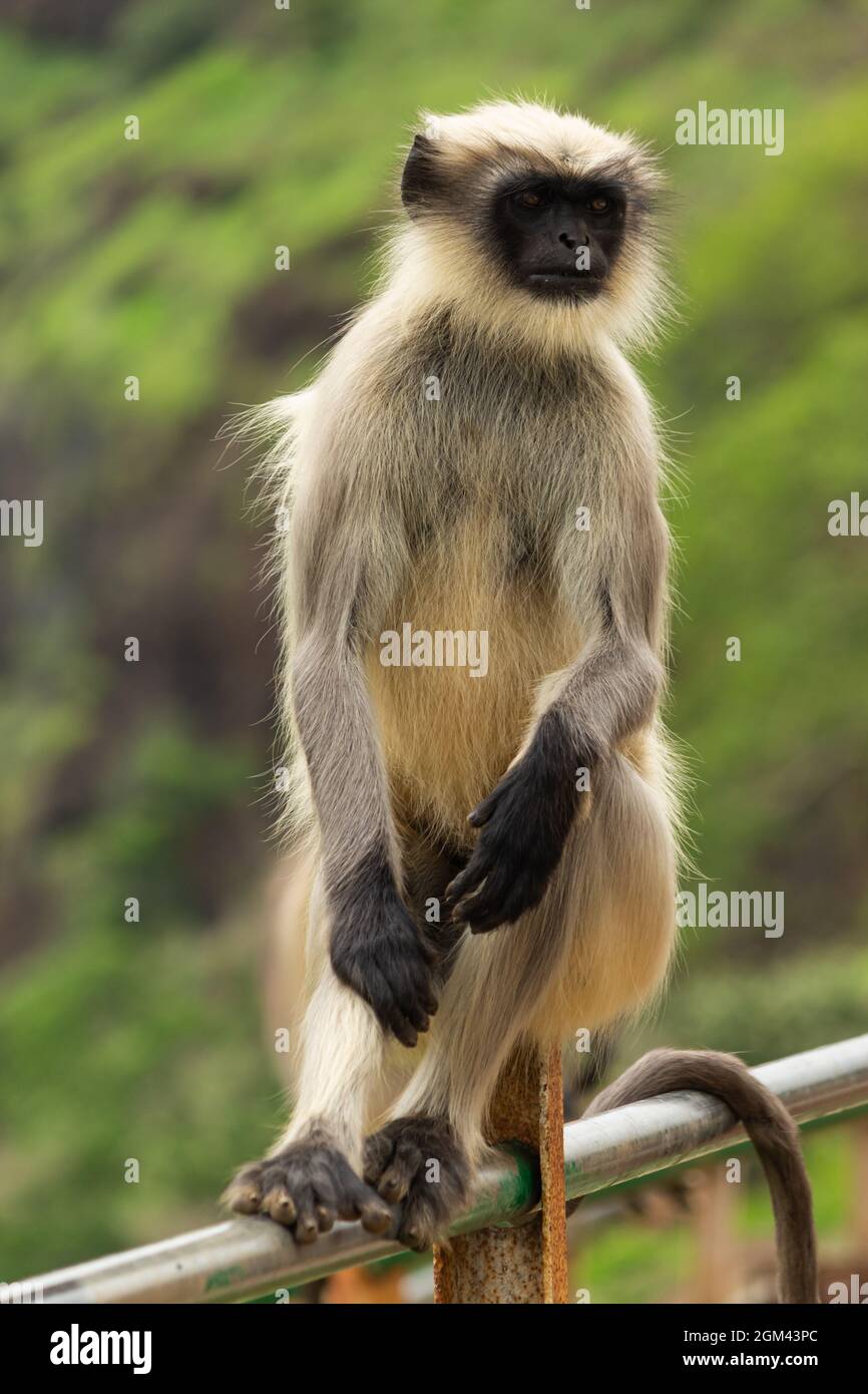Indian Monkey Wallpaper