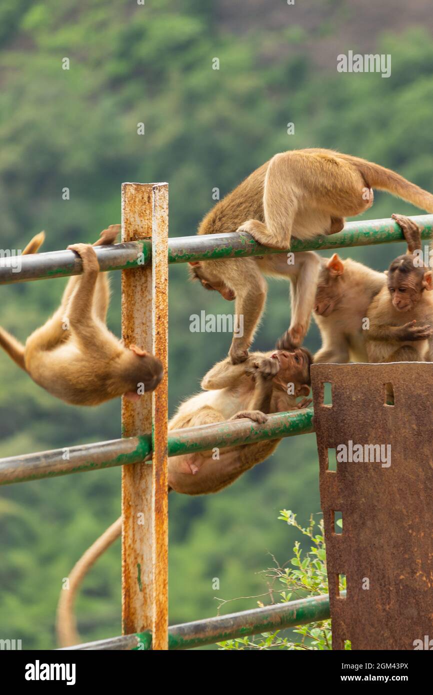 The different indian monkey are posing for camera Stock Photo - Alamy