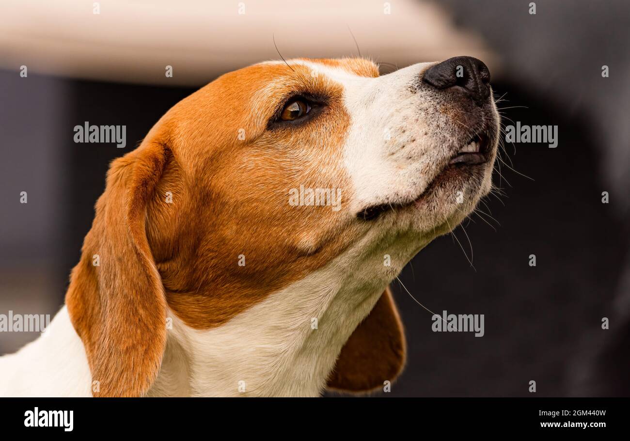 Beagle dog sniffing the air closup Stock Photo - Alamy