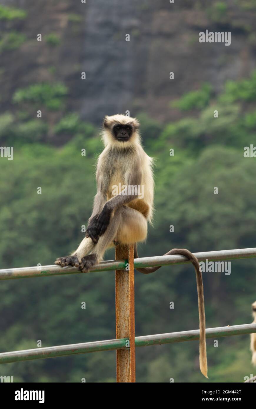 The different indian monkey are posing for camera Stock Photo - Alamy