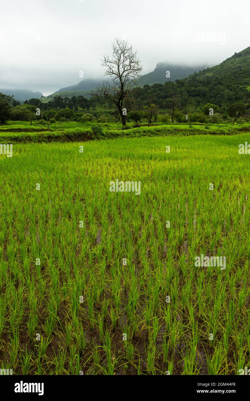 The different beautiful view of paddy field in india during rainey ...
