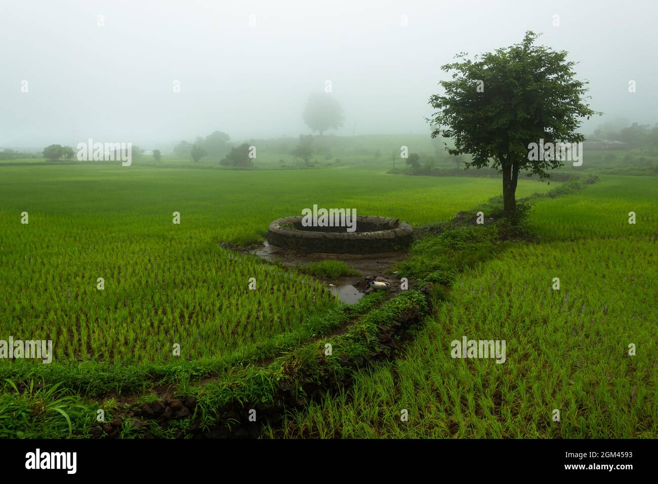 The different beautiful view of paddy field in india during rainey ...