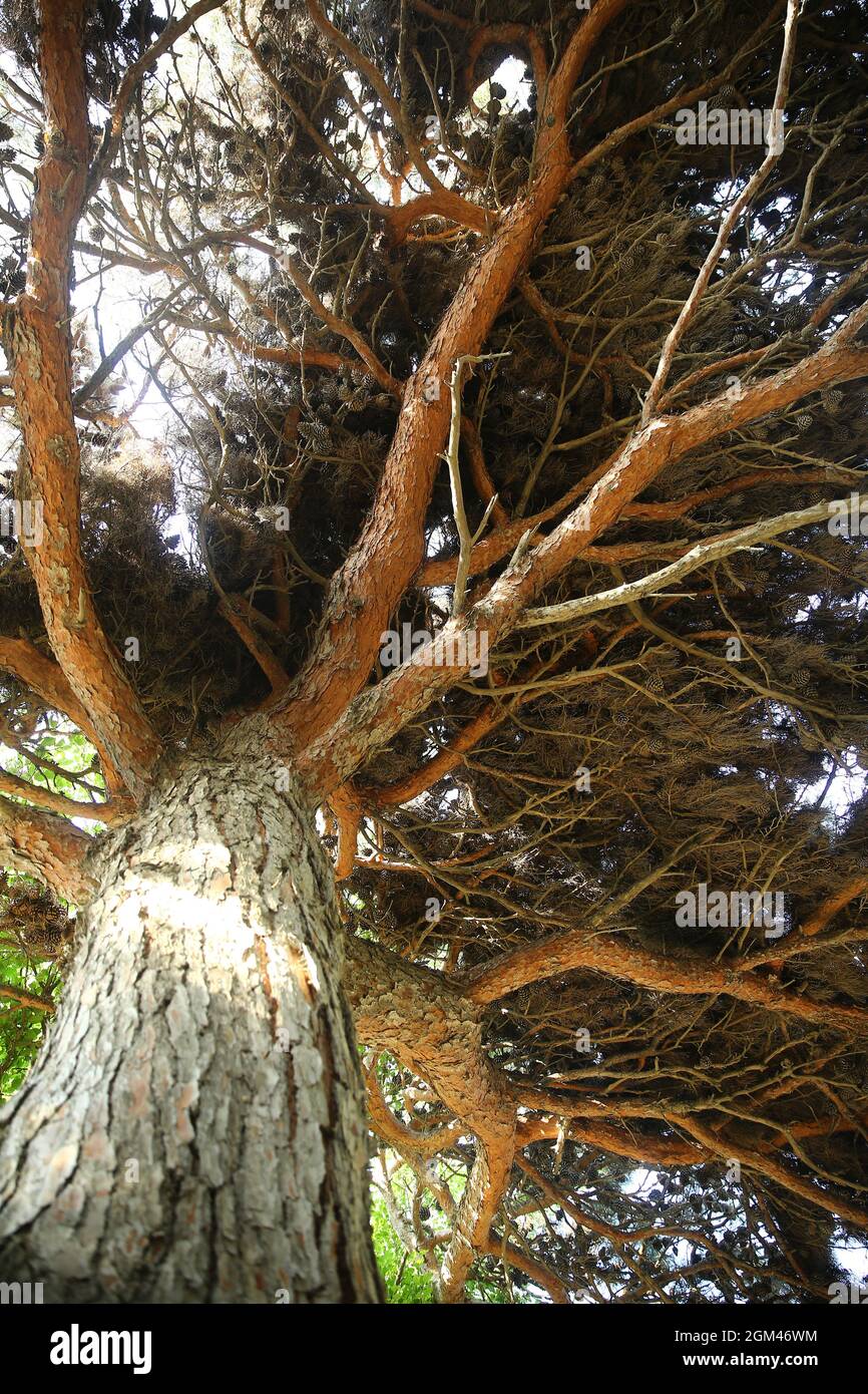 grand large pine tree photo taken from under to upper the tree leaves ...