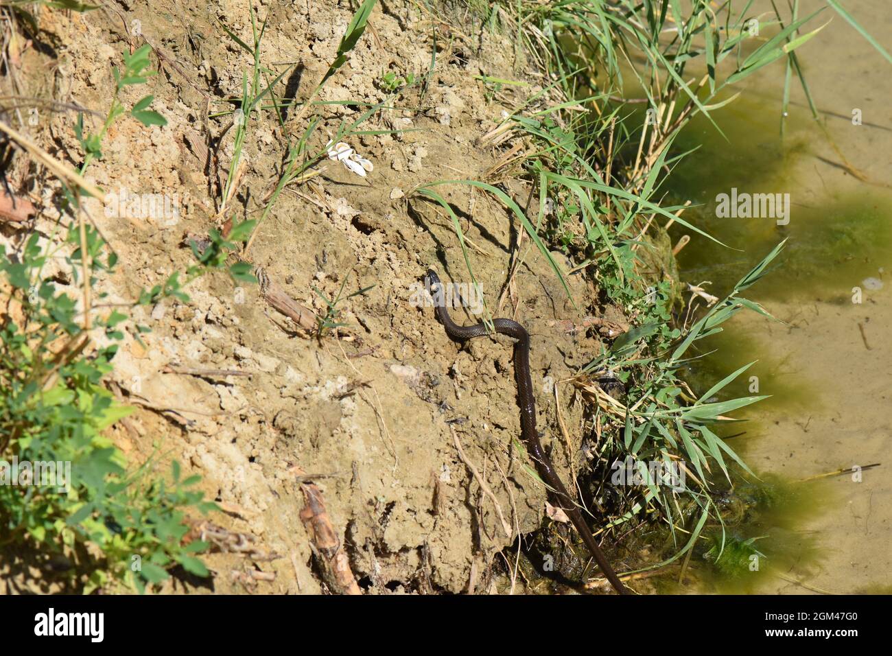 Water snake climbing to the bank of a river Stock Photo - Alamy