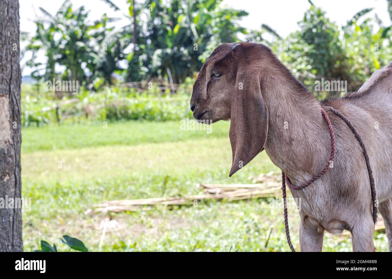 A brown color domestic goat standing near the grassland in a rural ...