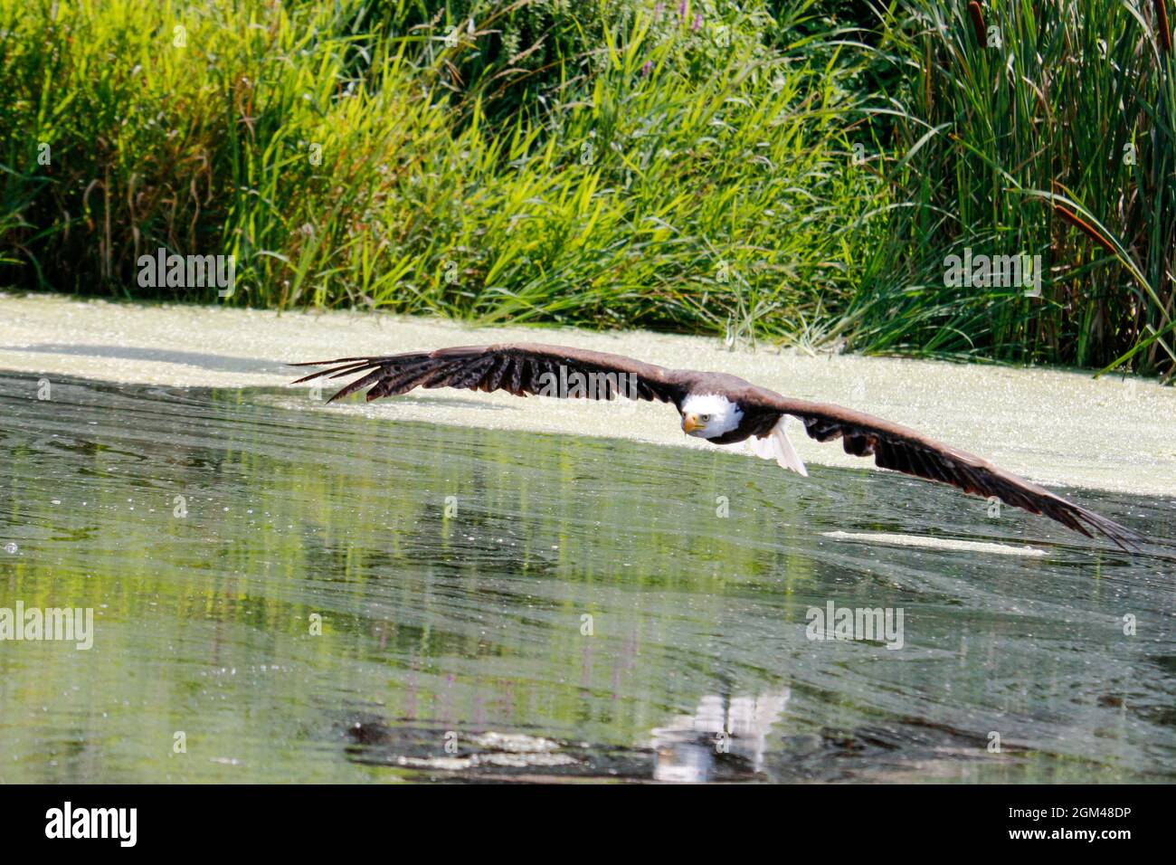 Bald eagle at a pond in the sunlight Stock Photo - Alamy