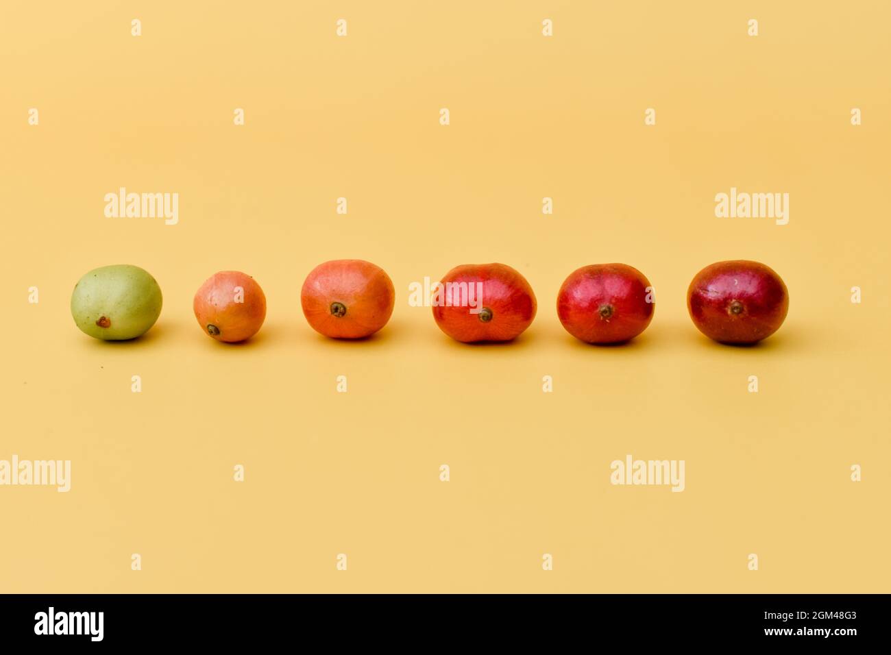 Different phases of pomegranate growth from less ripe to the most ...