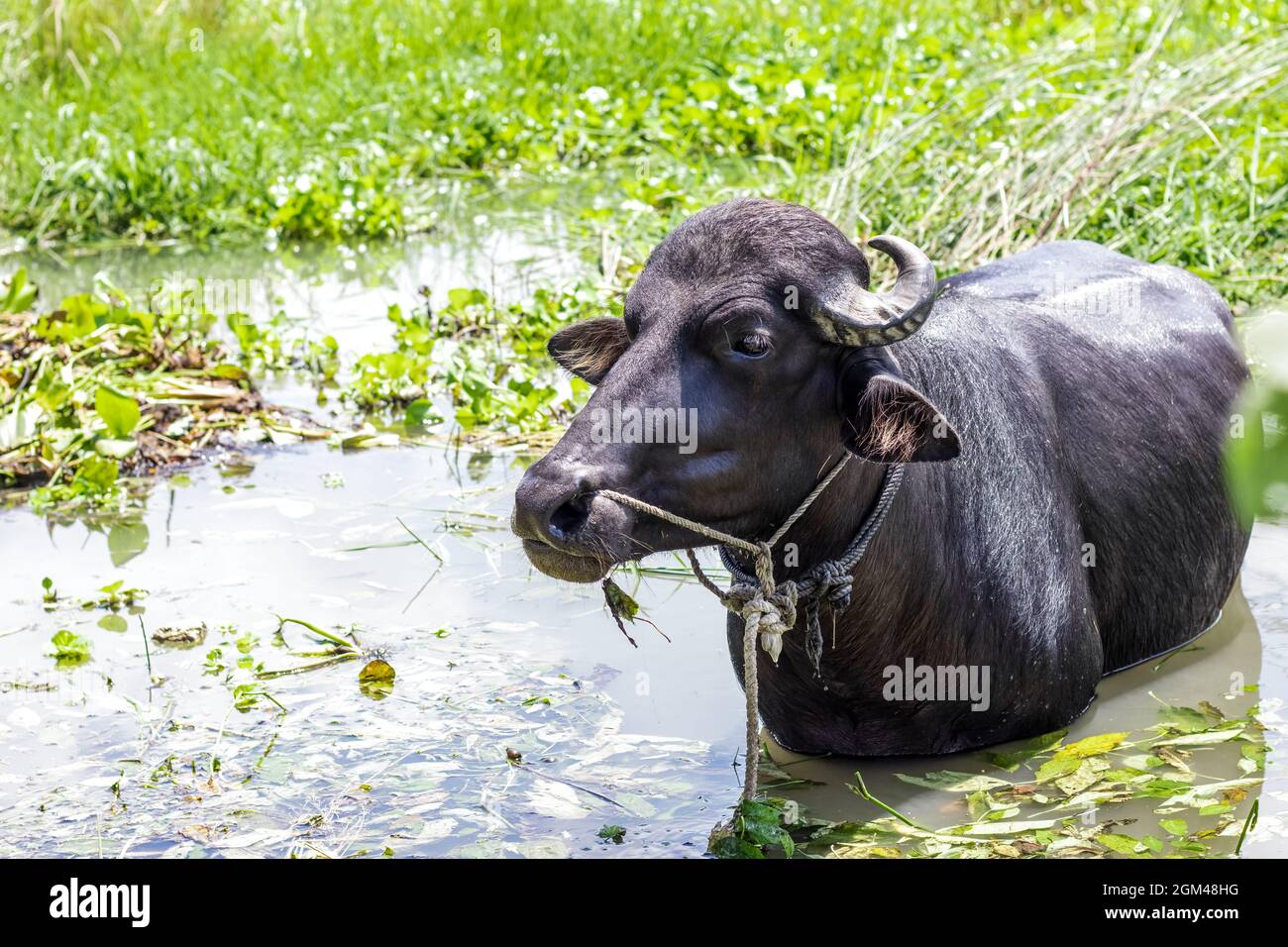 Black domestic buffalo standing on the water in the jungle Stock Photo ...