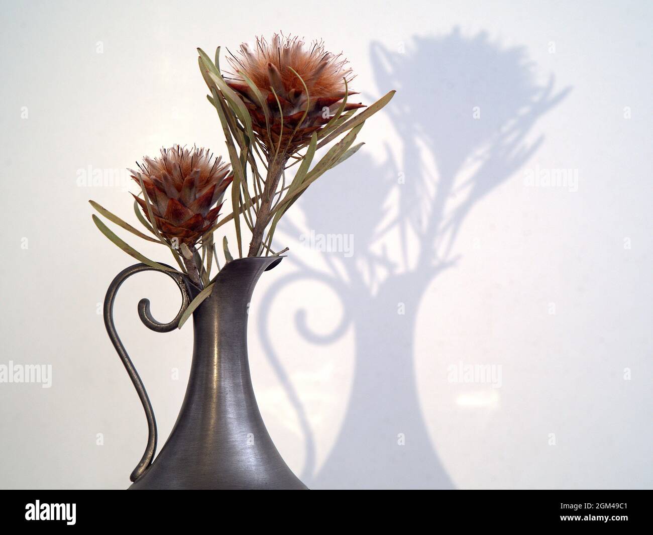 A pewter vase with two dried flowers that cast shadows on a white wall ...