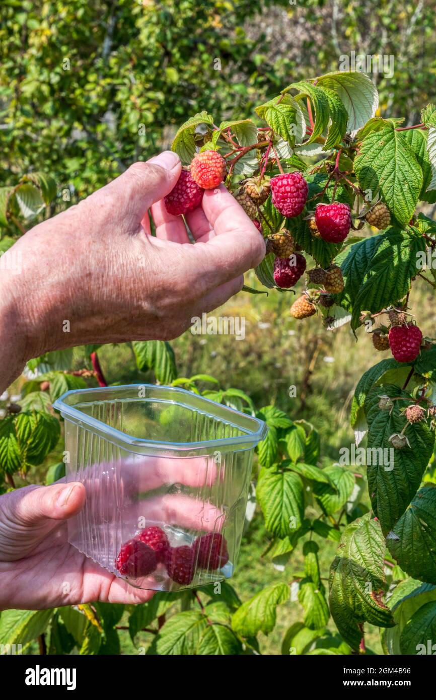 Woman picking raspberries from raspberry canes in a Norfolk garden ...