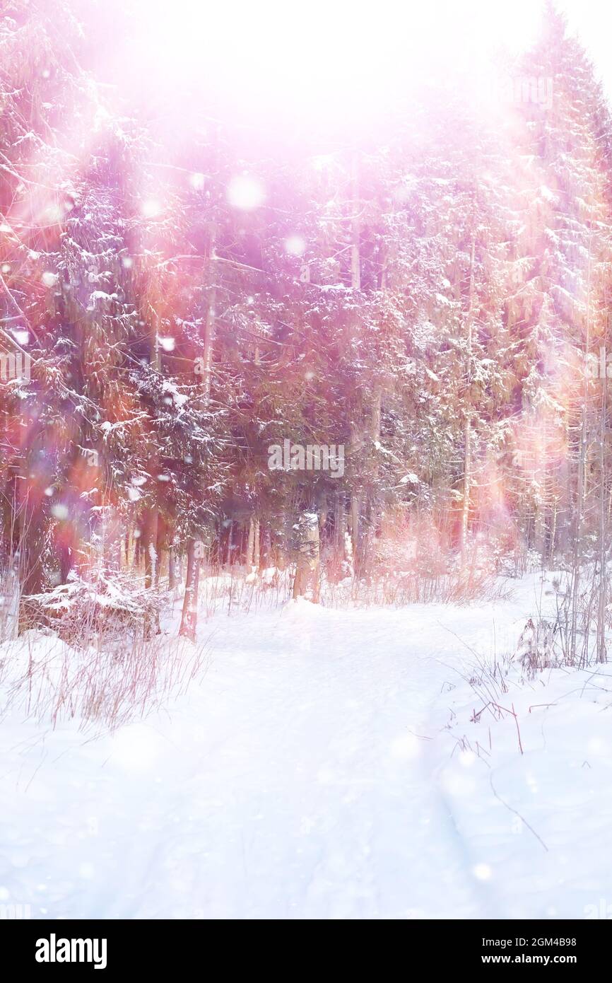 Winter forest landscape. Tall trees under snow cover. January frosty ...