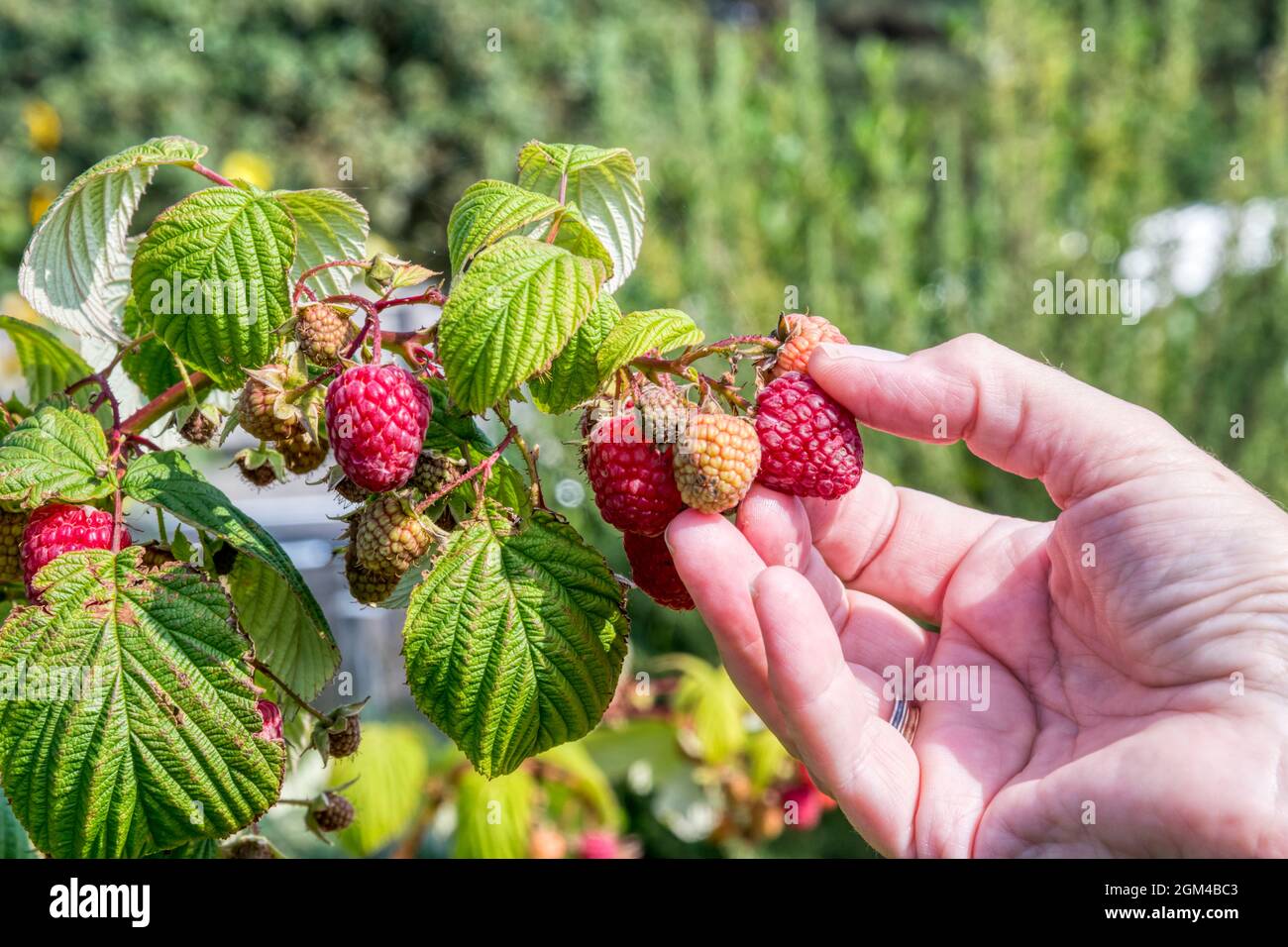 Woman picking raspberries from raspberry canes in a Norfolk garden ...