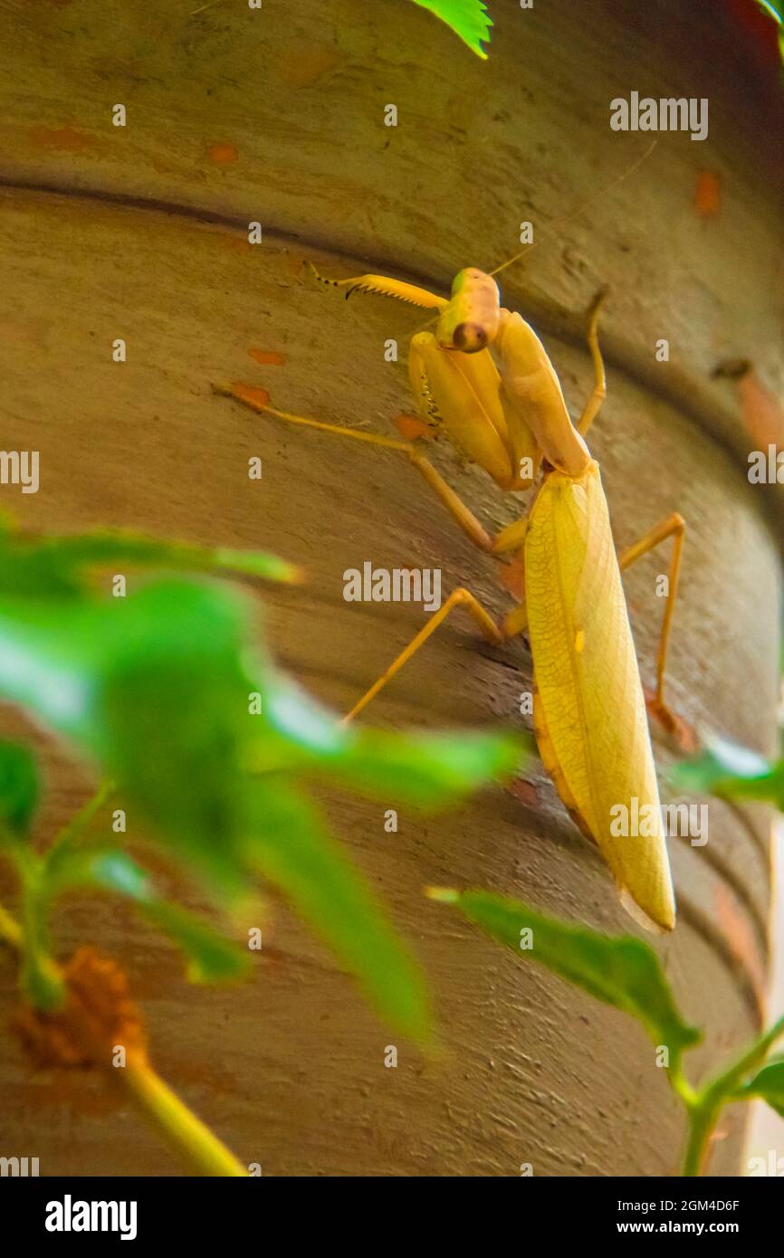 Yellow big flying insect, that lives in mediterranean warm countries ...