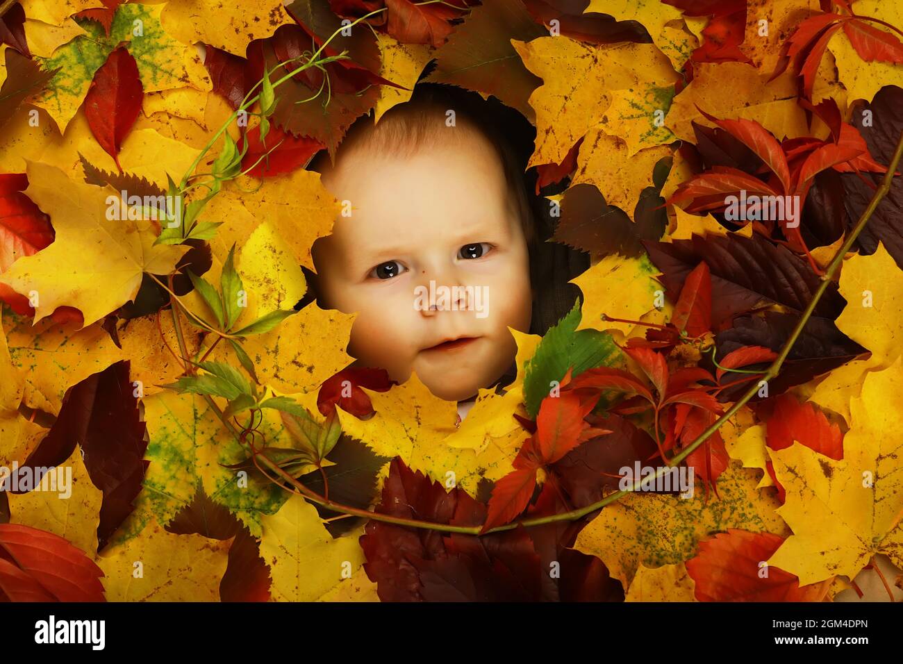 Artistic conceptual autumn portrait. Colorful leaves. Leaves of trees ...