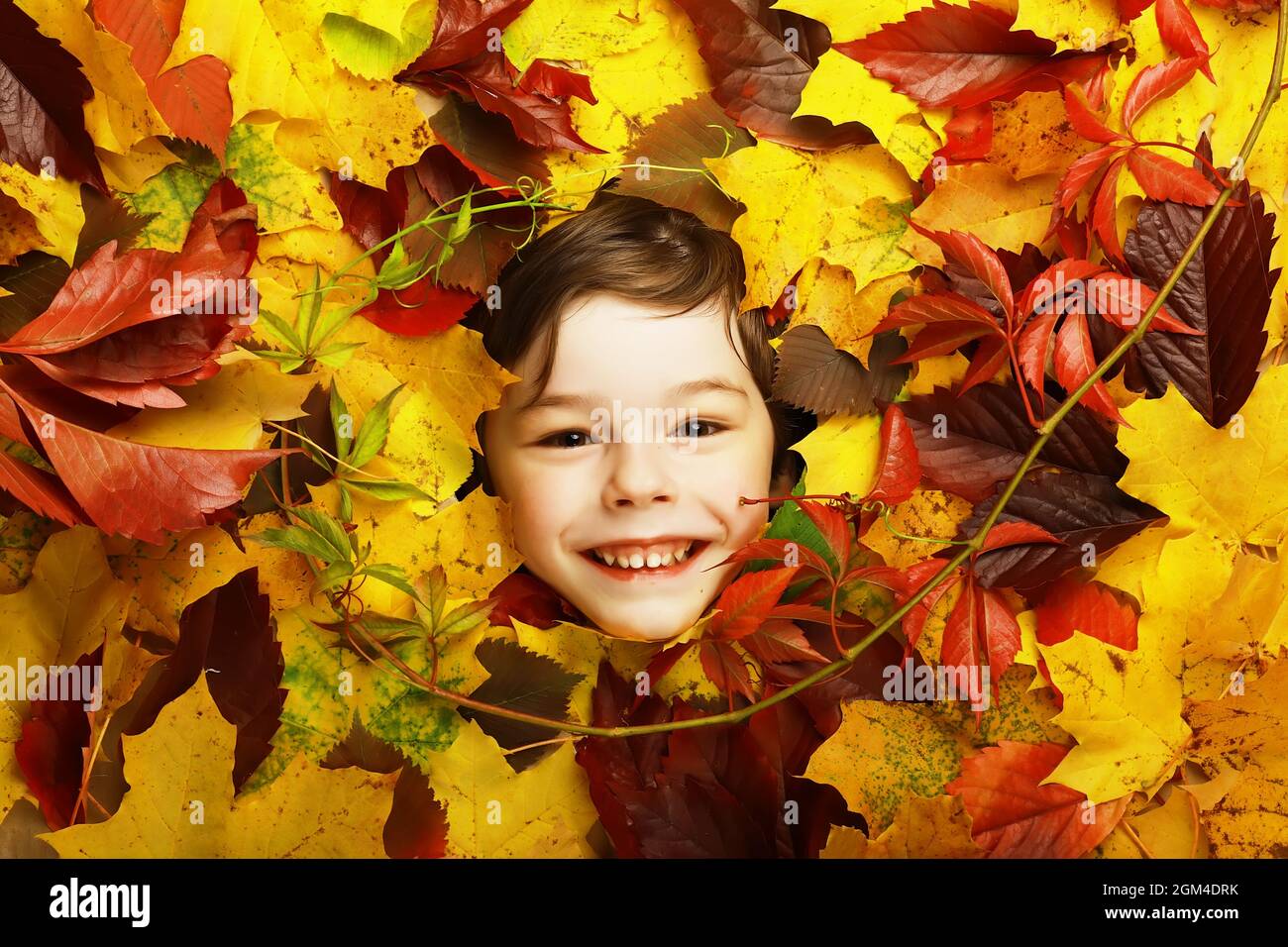 Artistic conceptual autumn boy portrait. Colorful leaves. Leaves of ...