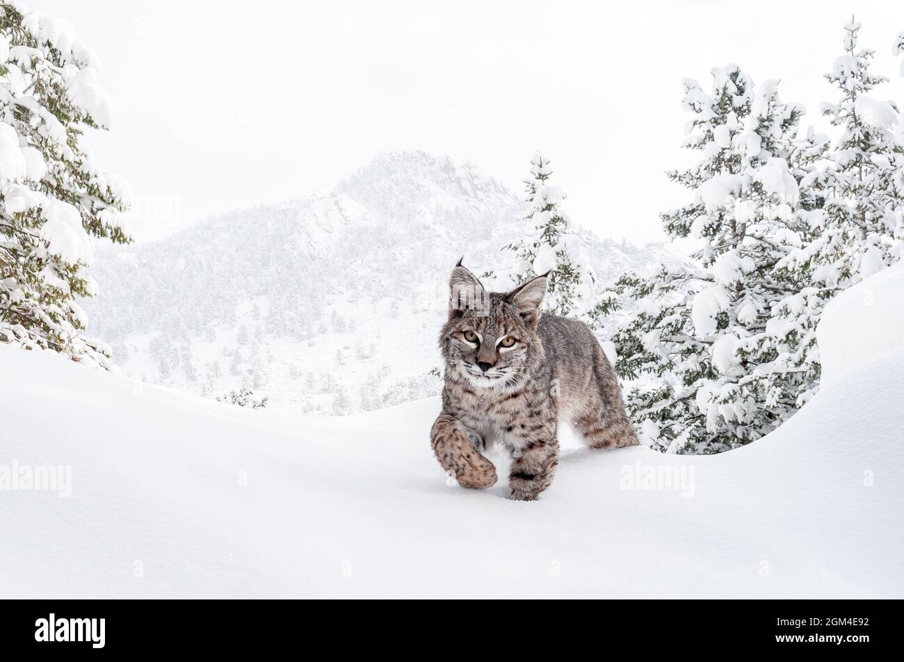 Bobcat in Snow Stock Photo - Alamy