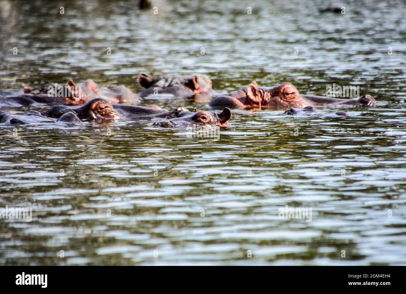 Hippos at Lake Naivasha Kenya Africa Stock Photo - Alamy