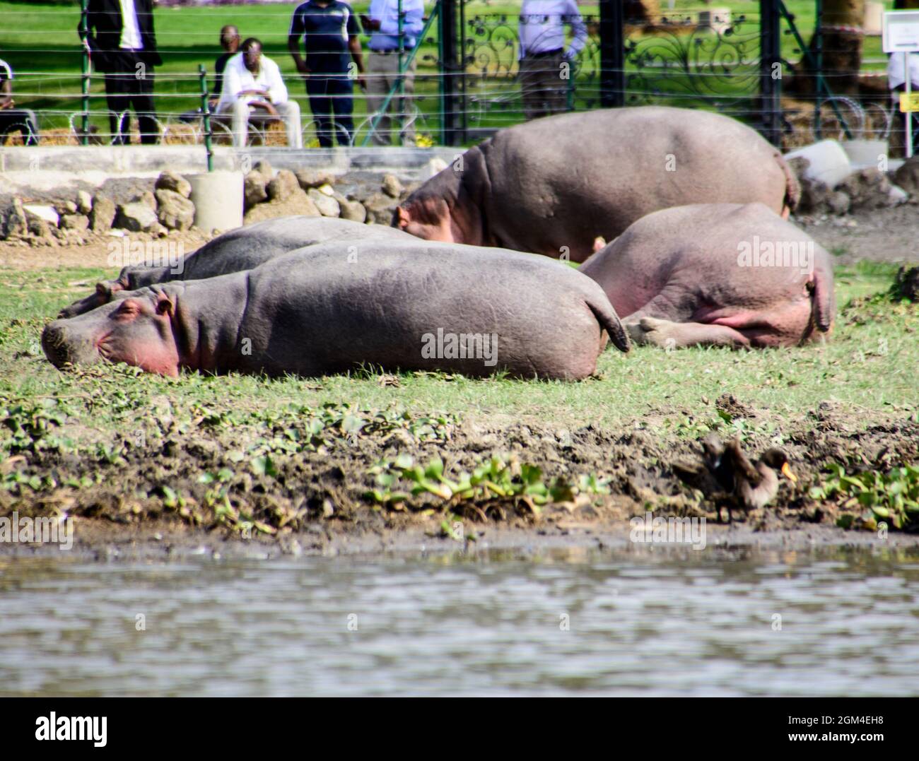 Hippos at Lake Naivasha Kenya Africa Stock Photo - Alamy