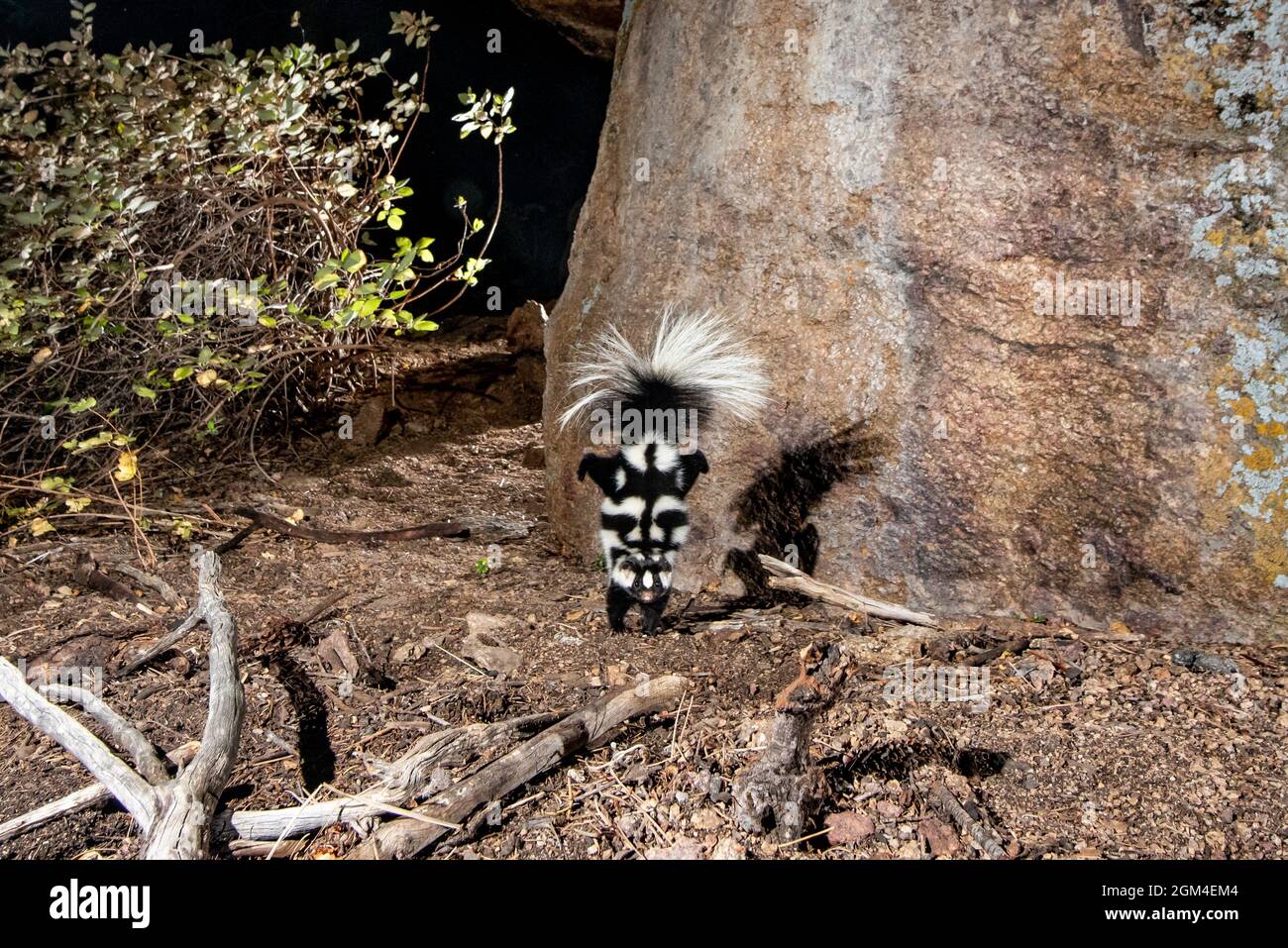Spotted skunk handstand hi-res stock photography and images - Alamy