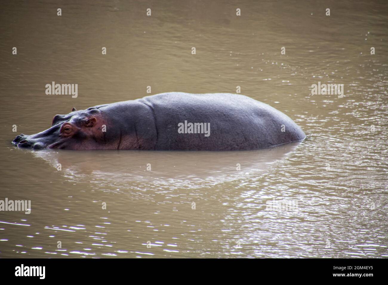 Hippos at Lake Naivasha Kenya Africa Stock Photo - Alamy