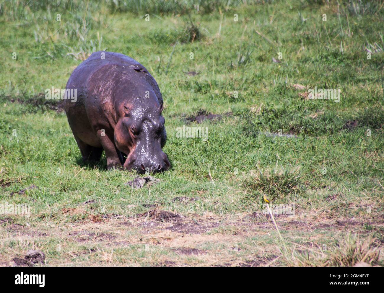 Hippos naivasha kenya hi-res stock photography and images - Alamy