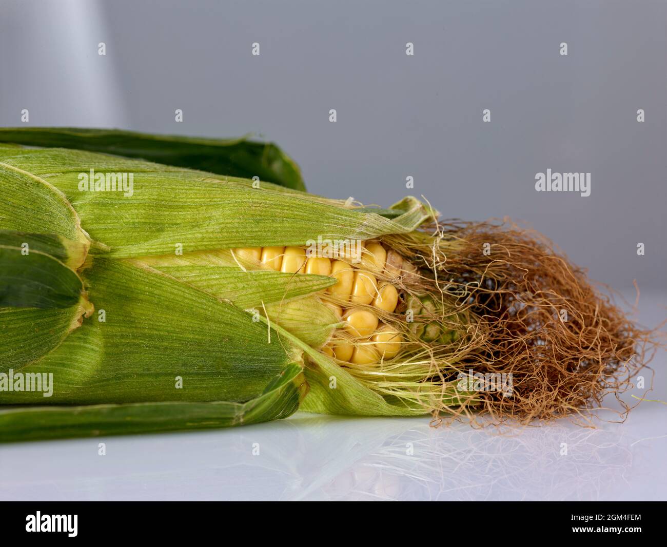 Sweetcorn (Maize) cob natural foodstuff still-life portrait Stock Photo ...
