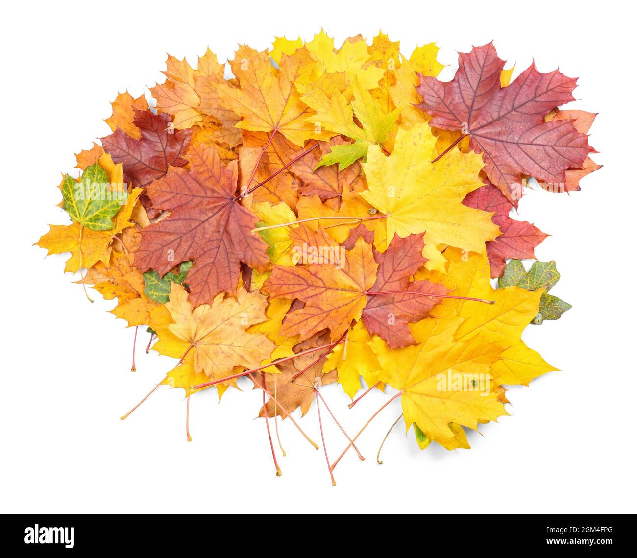 Heap of autumn leaves on white background Stock Photo - Alamy