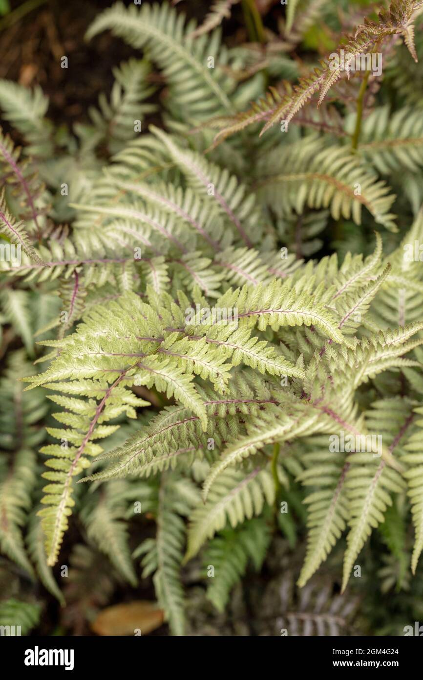 Lady fern ghost hi-res stock photography and images - Alamy
